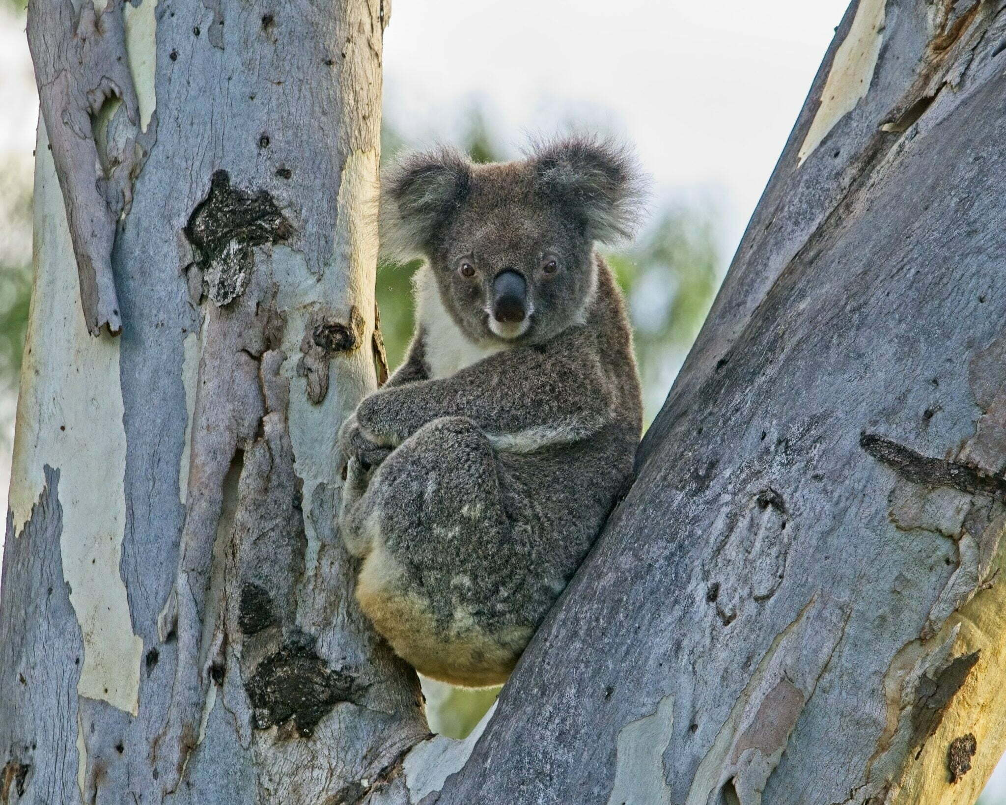 New Koala conservation efforts hit Logan - MyCity Logan