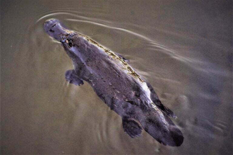The Albert River’s platypus population is low, but there’s hope ...