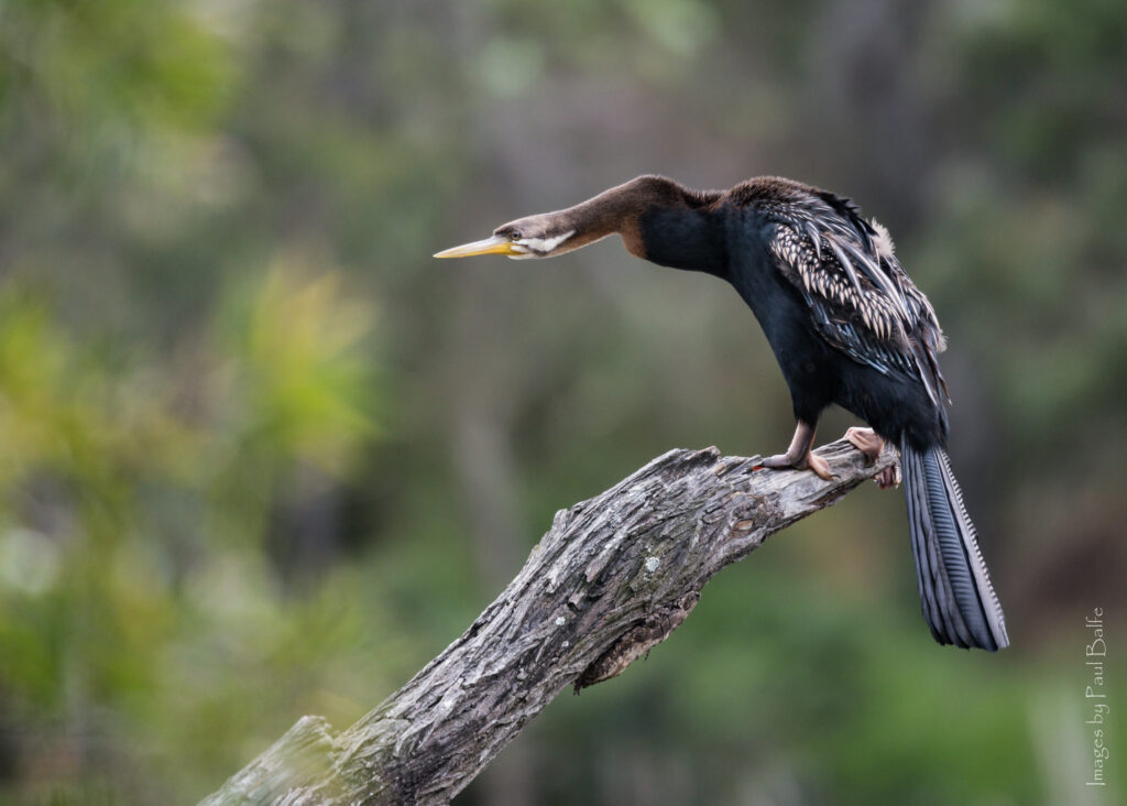 Berrinba bush ramble for nature lovers - MyCity Logan