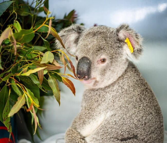 Lucky koalas survive shocking koala road death statistics - MyCity Logan