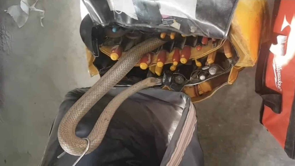 VIDEO: 6 foot snake in North Maclean tradie’s toolbox - MyCity Logan