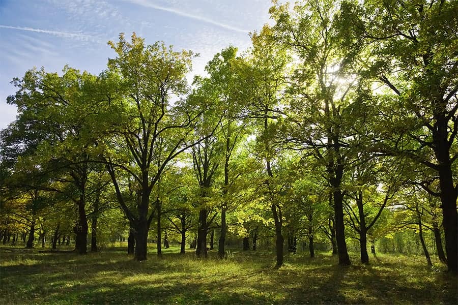 Join group planting thousands of native trees along Slacks Creek ...